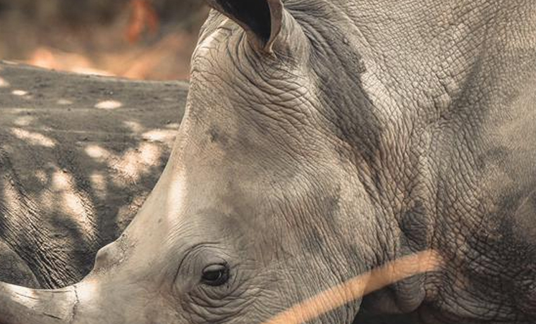 President Museveni Leads Uganda’s Big Rhino Bash to Launch $11M Save ...