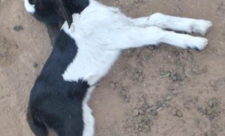 Goat Plague Outbreak Claims Hundreds of Goats in Kikuube District ...