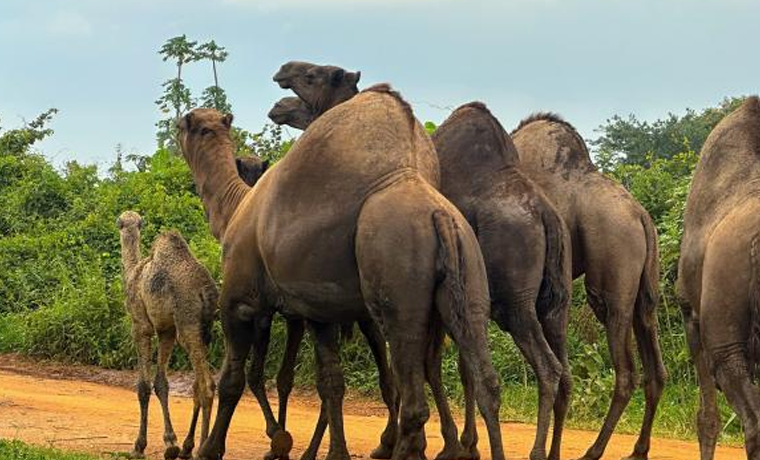 Gov’t Starts Camel Breeding in Aswa Ranch Amid Queries from Leaders ...
